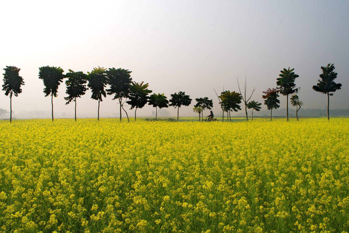 Vasant Panchami: Popular Cultures | Interesting Facts | Food & Fashion